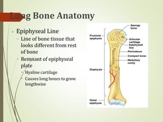 SKELETAL SYSYTEM | PPTX