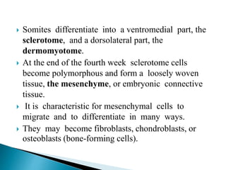 Skeletal sysytem ppt | PPTX