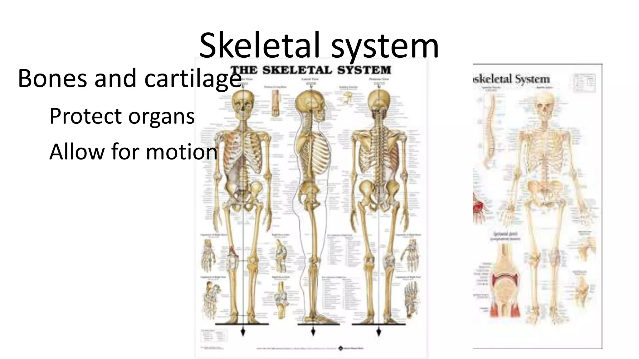 Skeletal tissue | PPTX