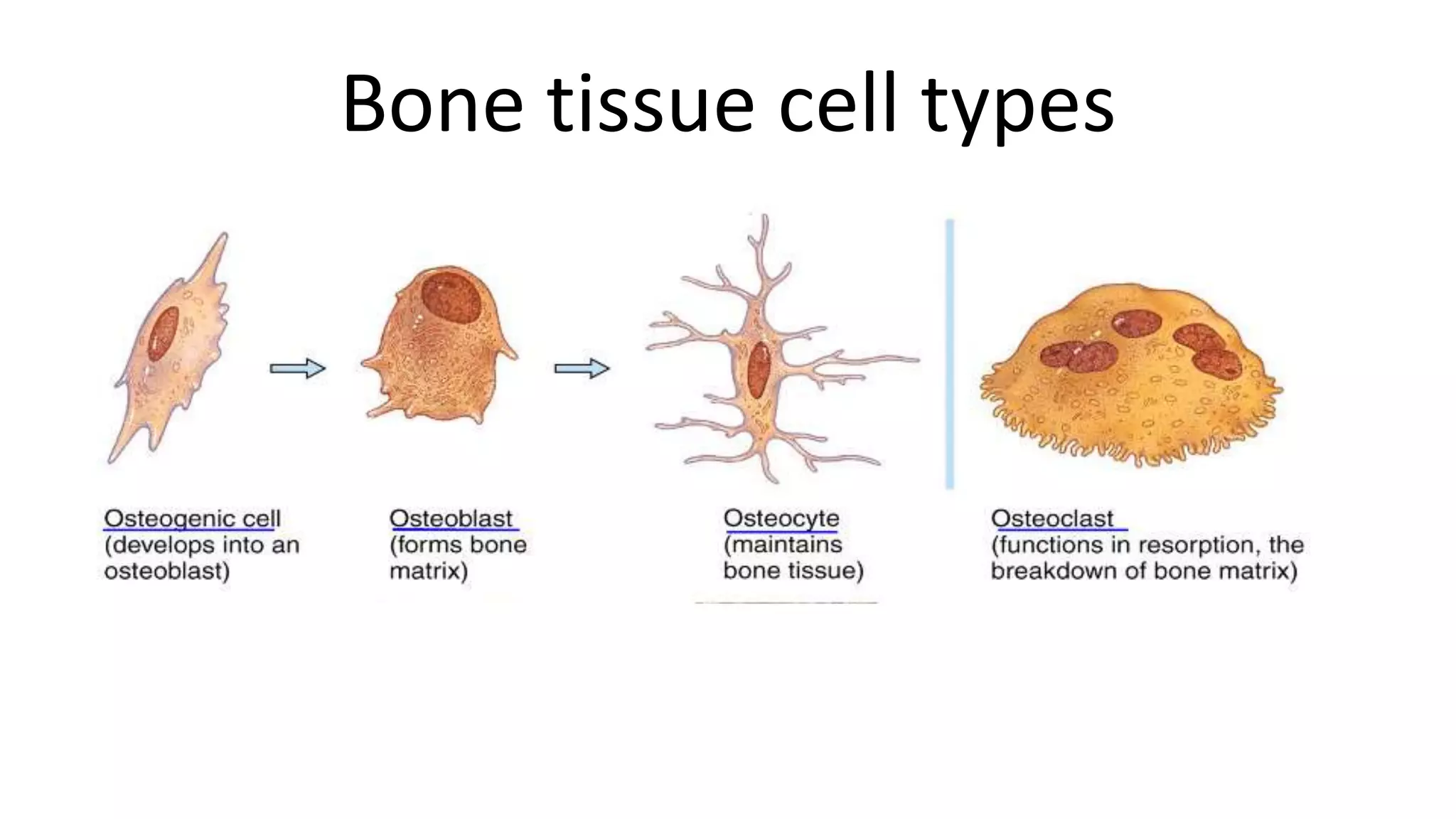 Skeletal tissue | PPTX