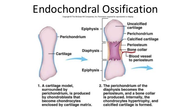 Endochondral Ossification Definition Anatomy