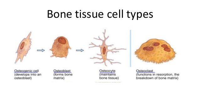 Illustration Of Bony Cell Illustration Of Bony Cell