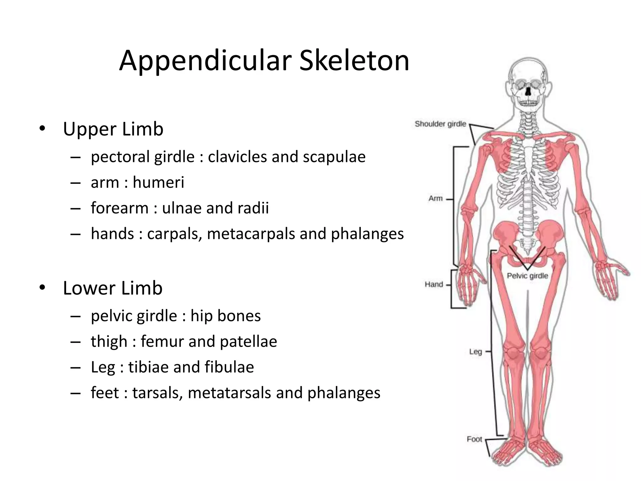 imaging in skeletal trauma.ppt