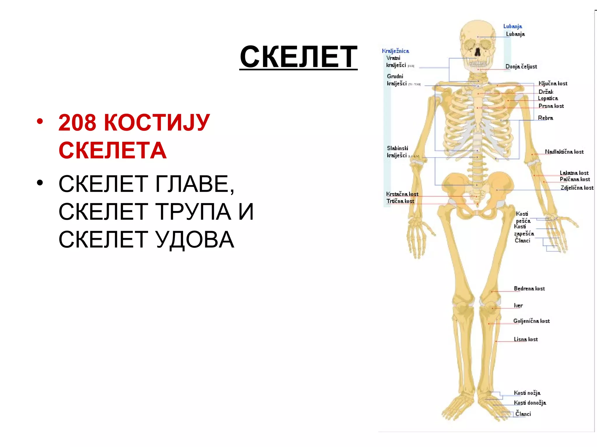 Skelet | PPT