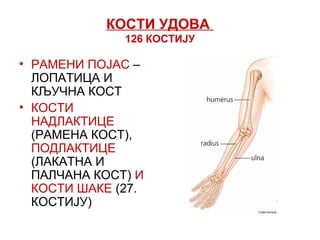 Skelet | PPT