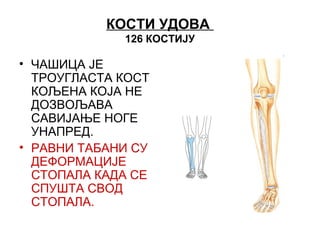 Skelet | PPT