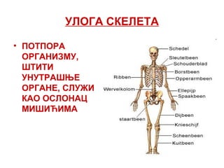 Skelet | PPT