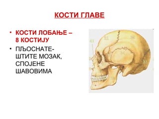 Skelet | PPT