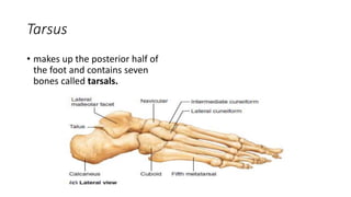 skeletel system part 2.pptx