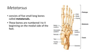 skeletel system part 2.pptx