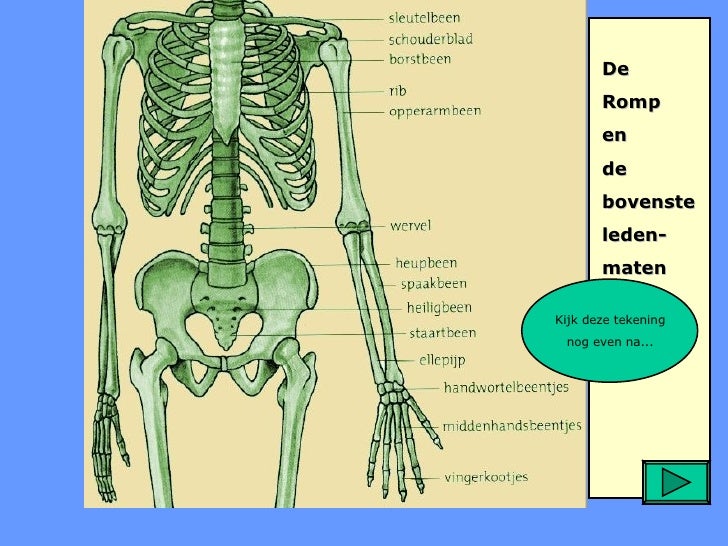 Skelet En Gewrichten