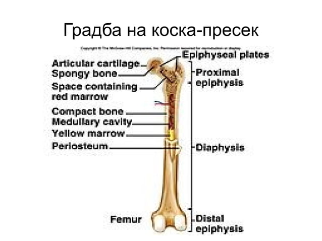 Skeleten sistem Valentina Stanoevska Pehcevo | PPT