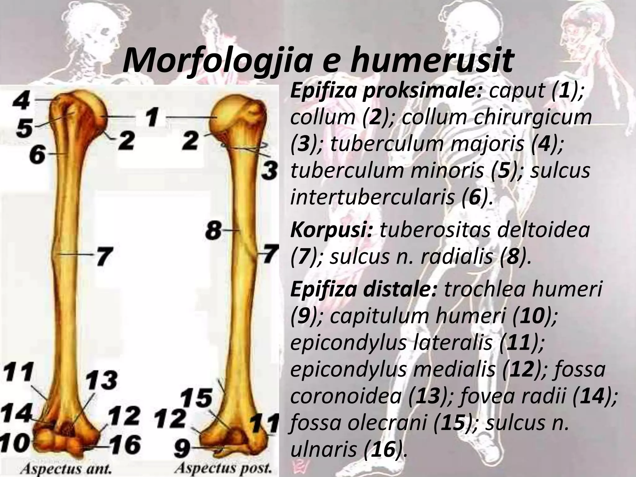 Skeleti i ekstremiteteve 1 | PPSX