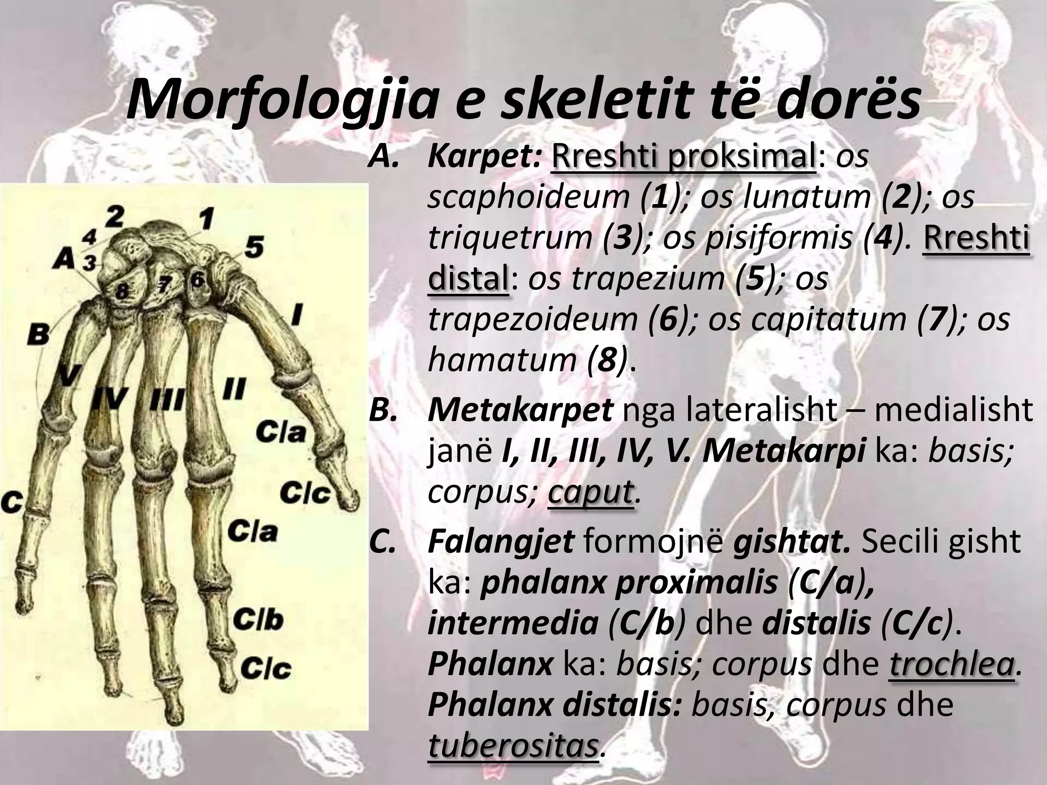 Skeleti i ekstremiteteve 1 | PPSX
