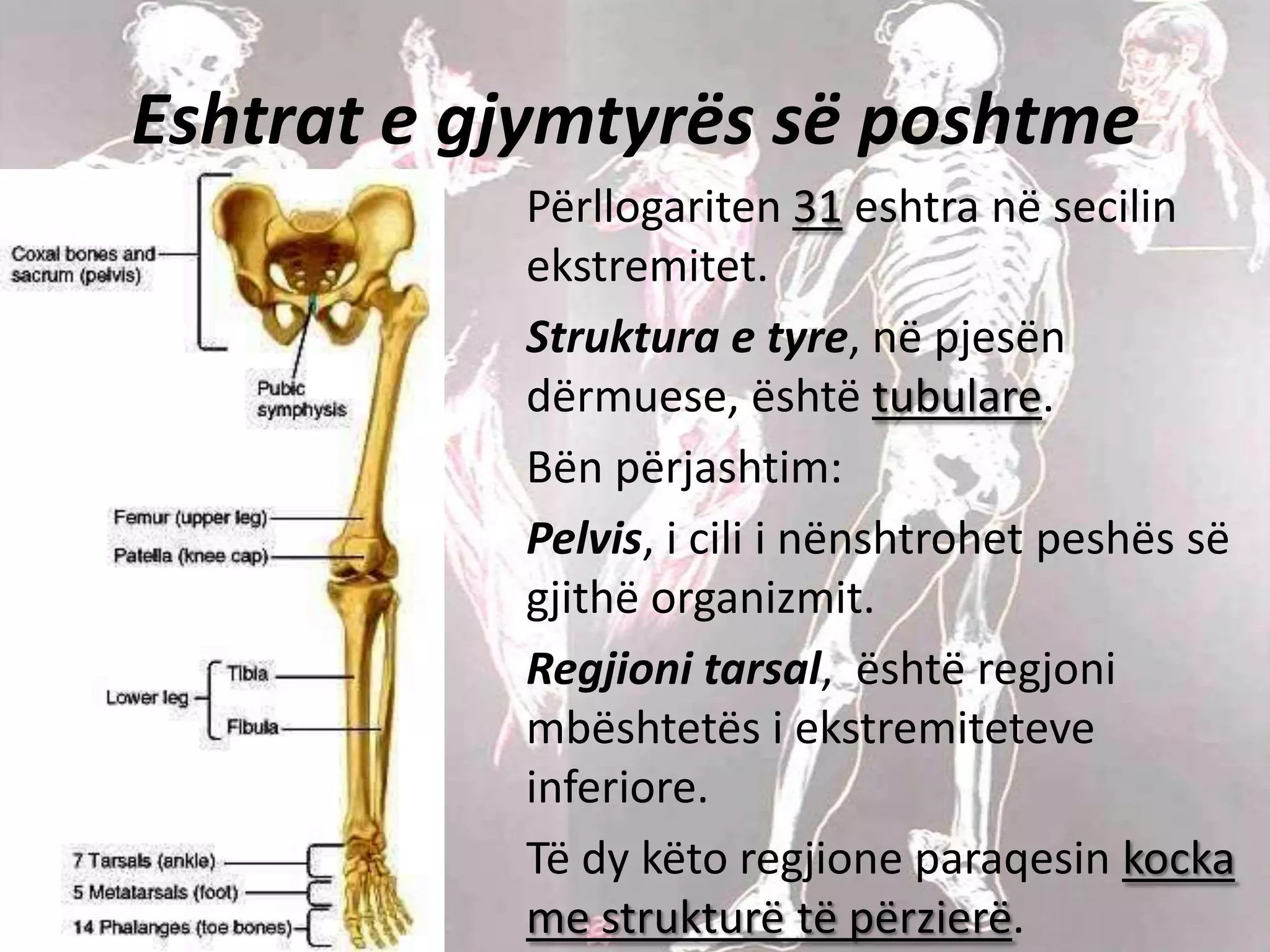 Skeleti i ekstremiteteve 1 | PPSX