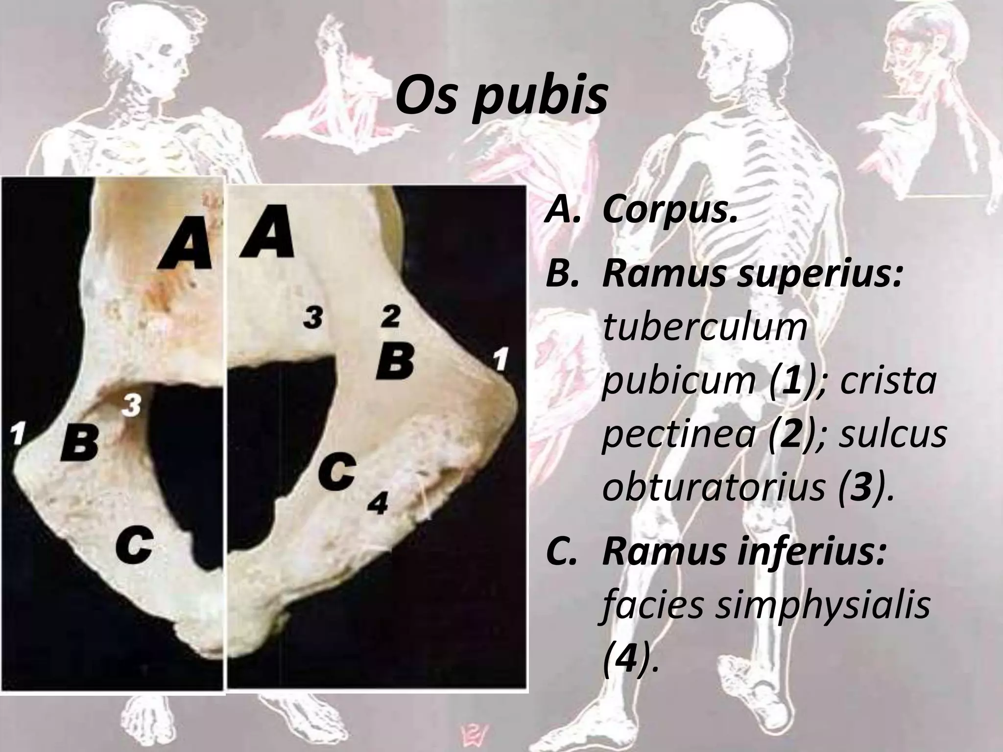 Skeleti i ekstremiteteve 1 | PPSX