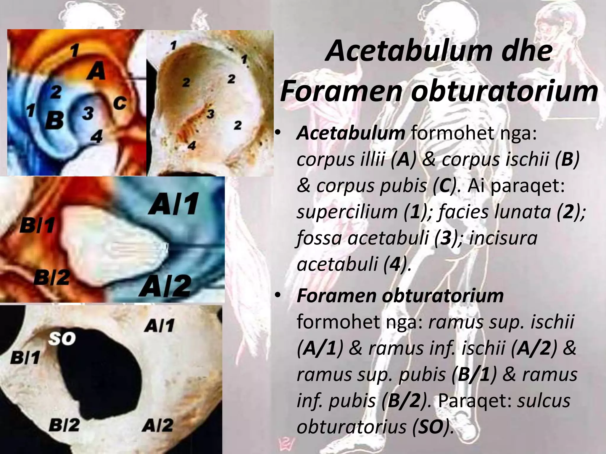 Skeleti i ekstremiteteve 1 | PPSX