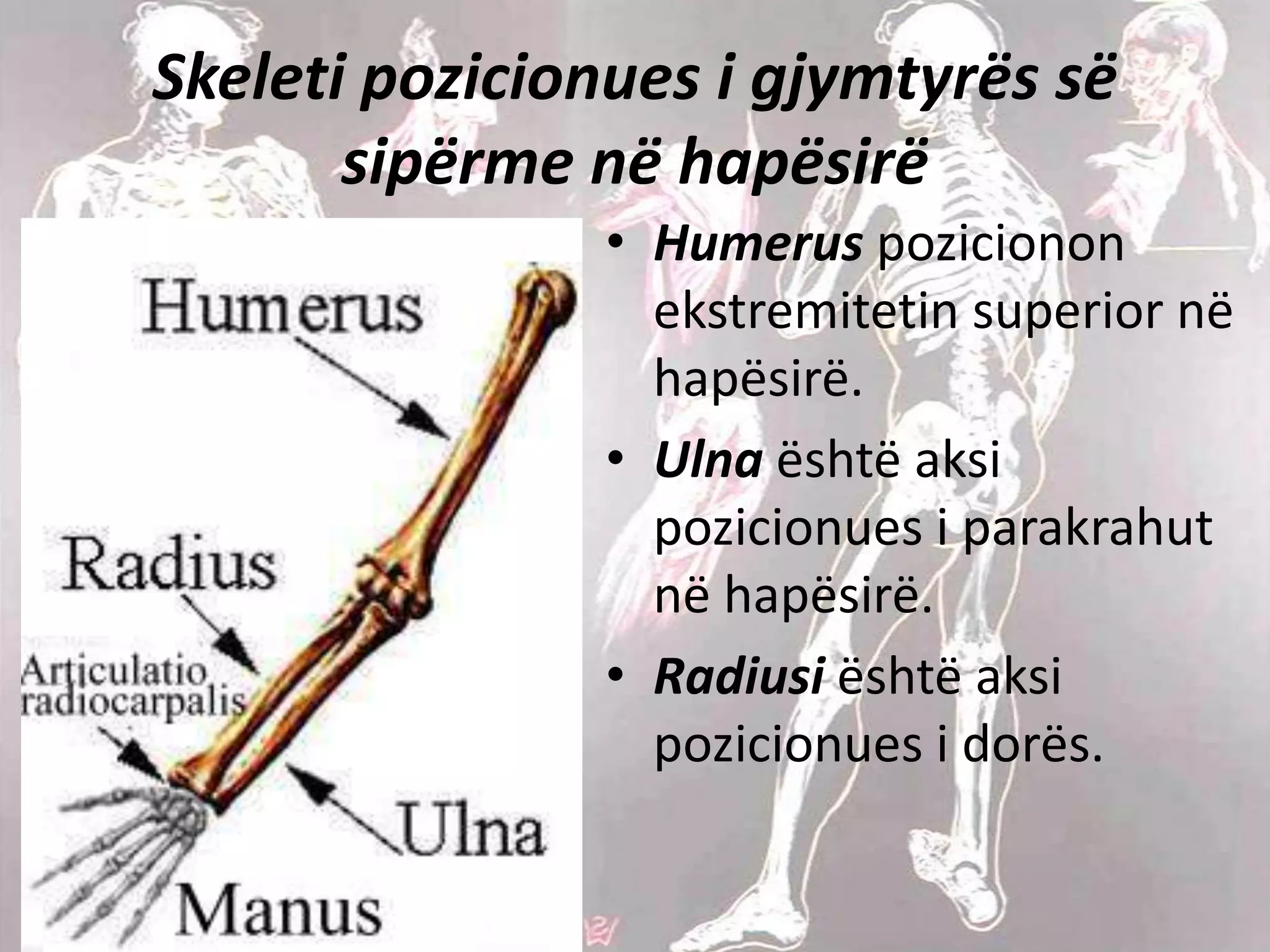 Skeleti i ekstremiteteve 1 | PPSX