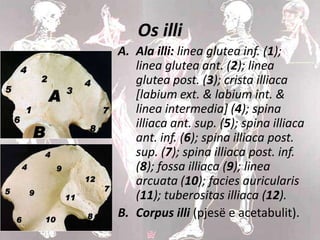 Skeleti i ekstremiteteve 1 | PPSX