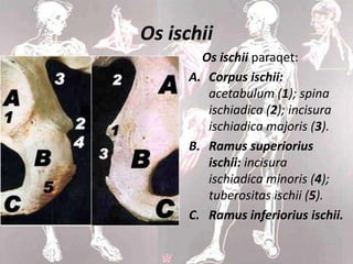 Skeleti i ekstremiteteve 1 | PPSX