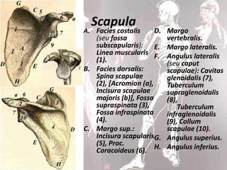 Skeleti i ekstremiteteve 1 | PPSX