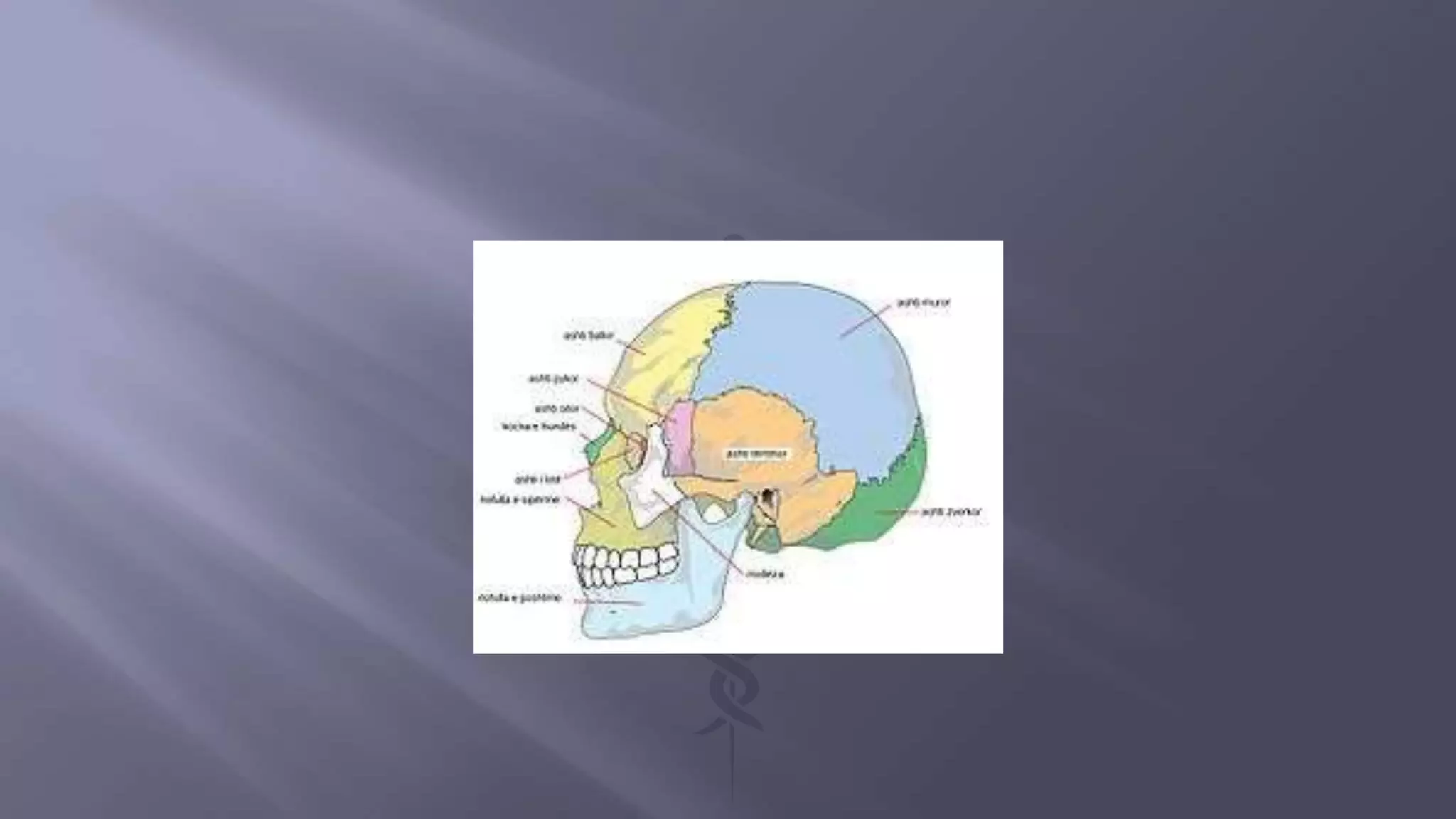 Skeleti i njeriut | PPTX