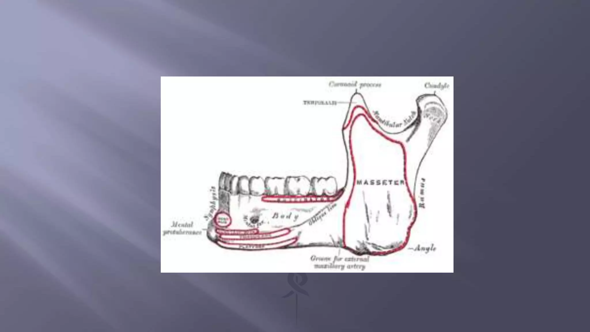 Skeleti i njeriut | PPTX