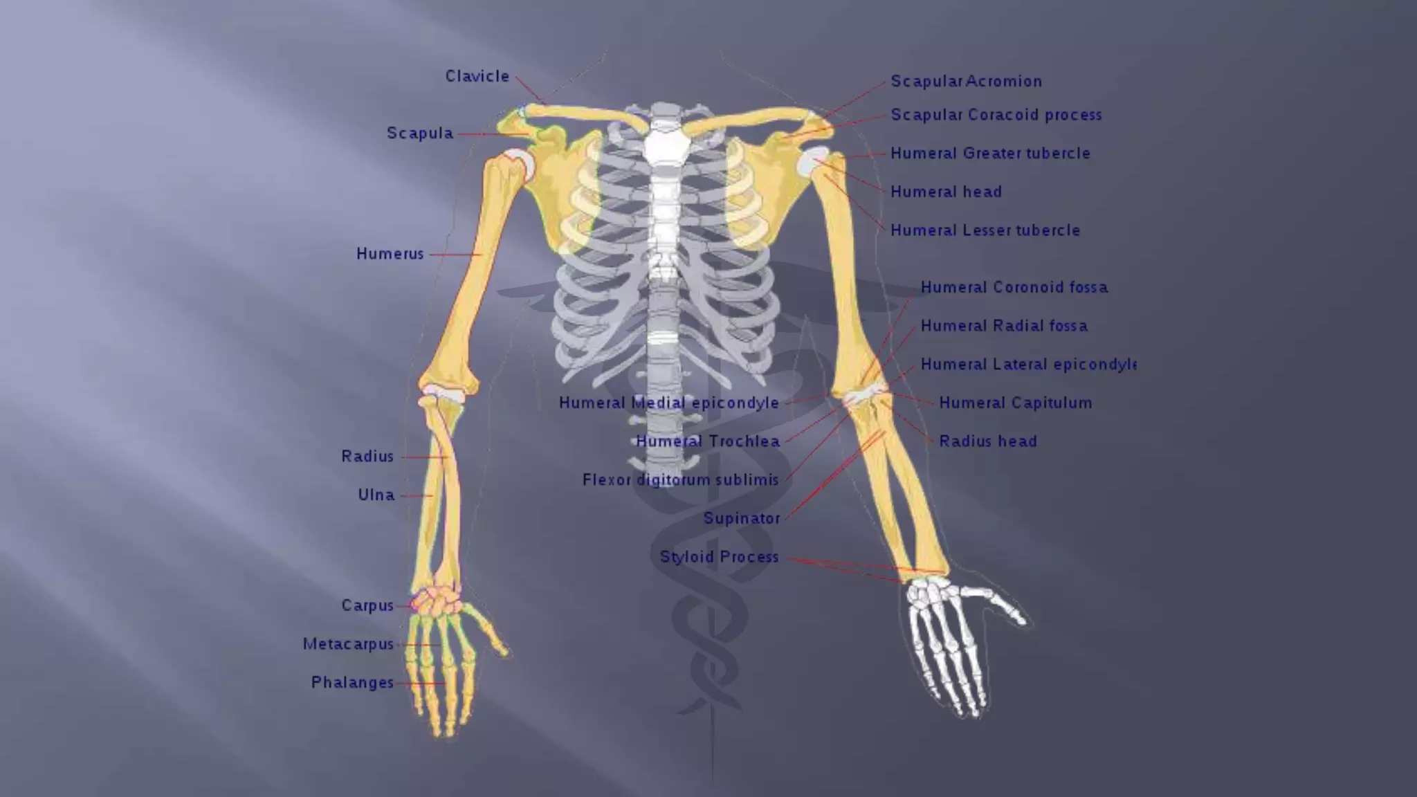 Skeleti i njeriut | PPTX
