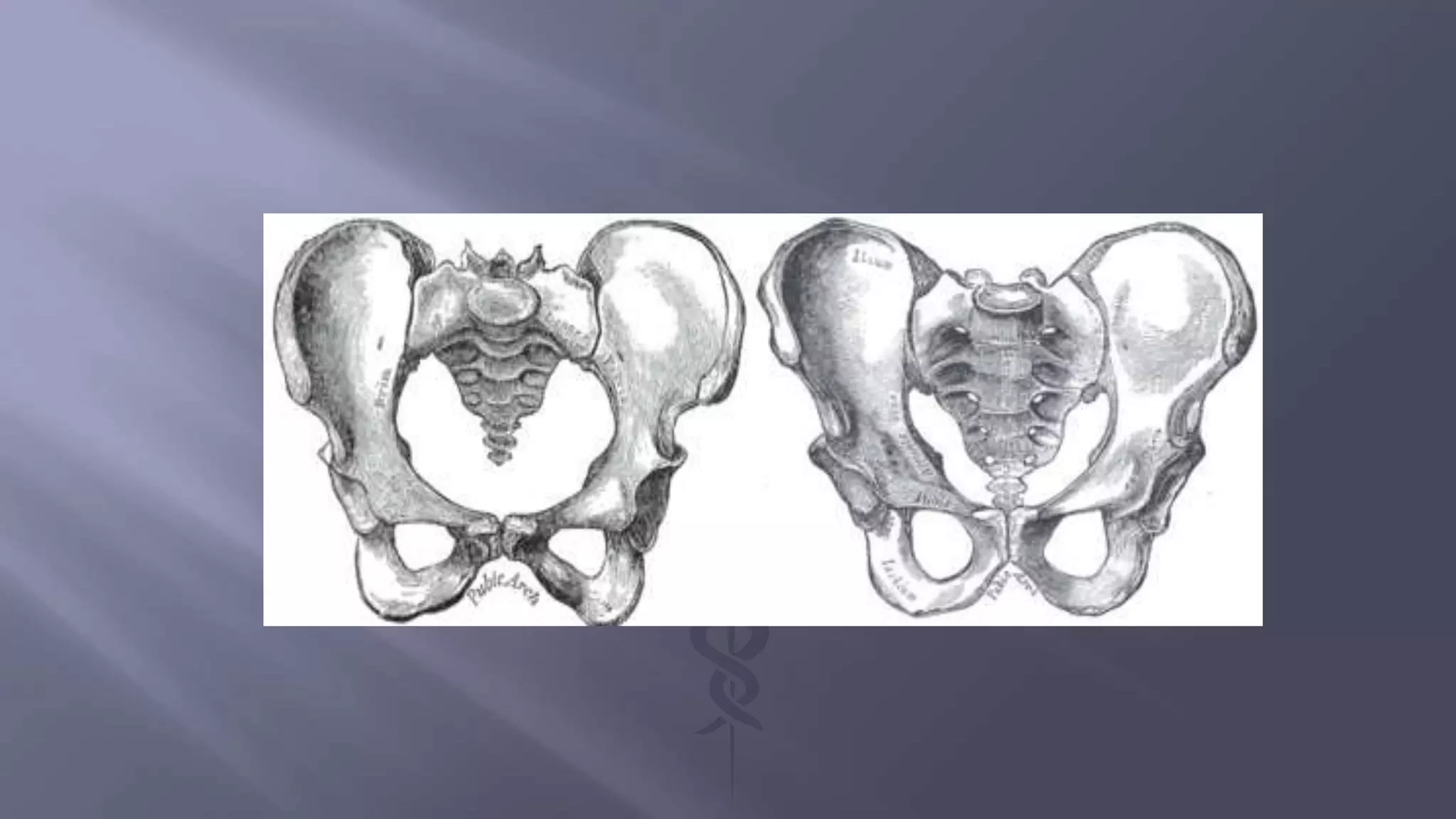 Skeleti i njeriut | PPTX