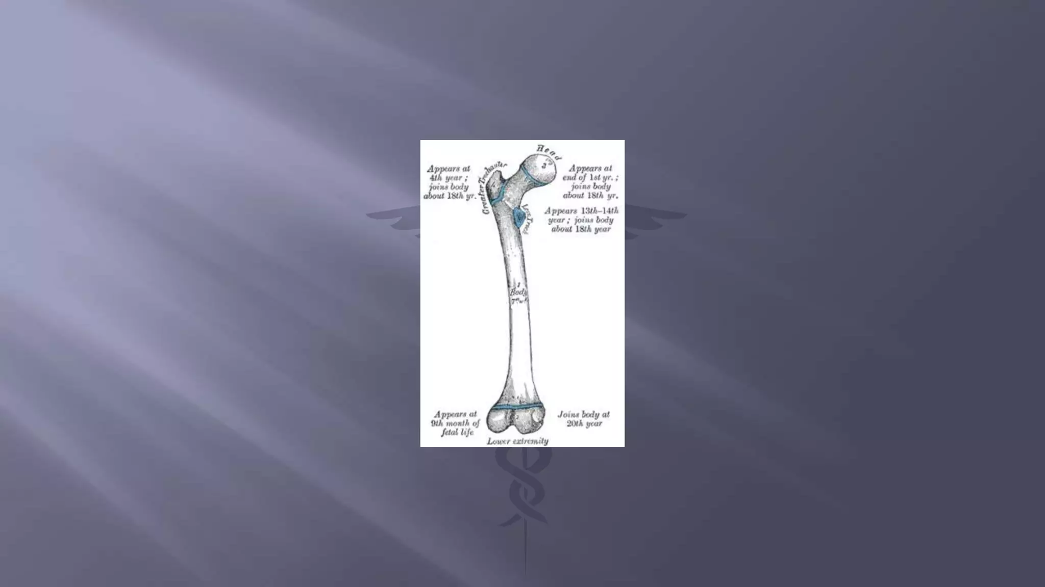 Skeleti i njeriut | PPTX