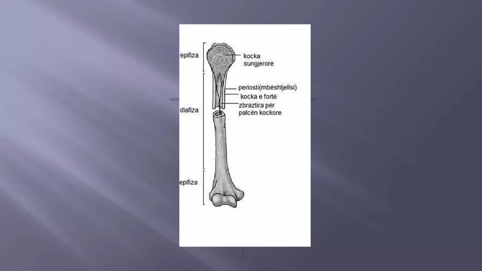 Skeleti i njeriut | PPTX