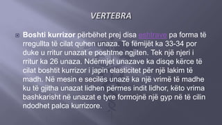 Skeleti i njeriut | PPTX