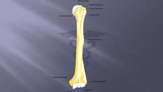 Skeleti i njeriut | PPTX