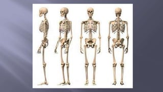 Skeleti i njeriut | PPTX