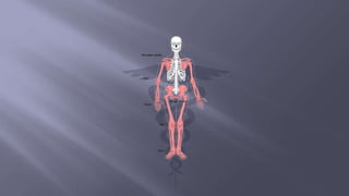 Skeleti i njeriut | PPTX