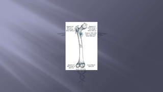 Skeleti i njeriut | PPTX