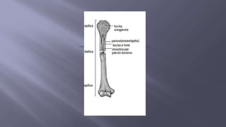 Skeleti i njeriut | PPTX