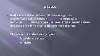 Skeleti i njeriut | PPTX
