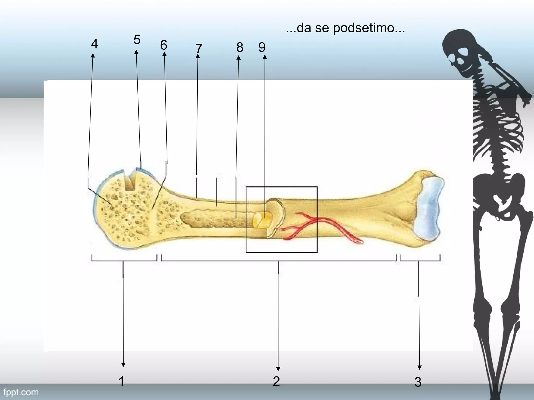 Skeletni sistem | PPT