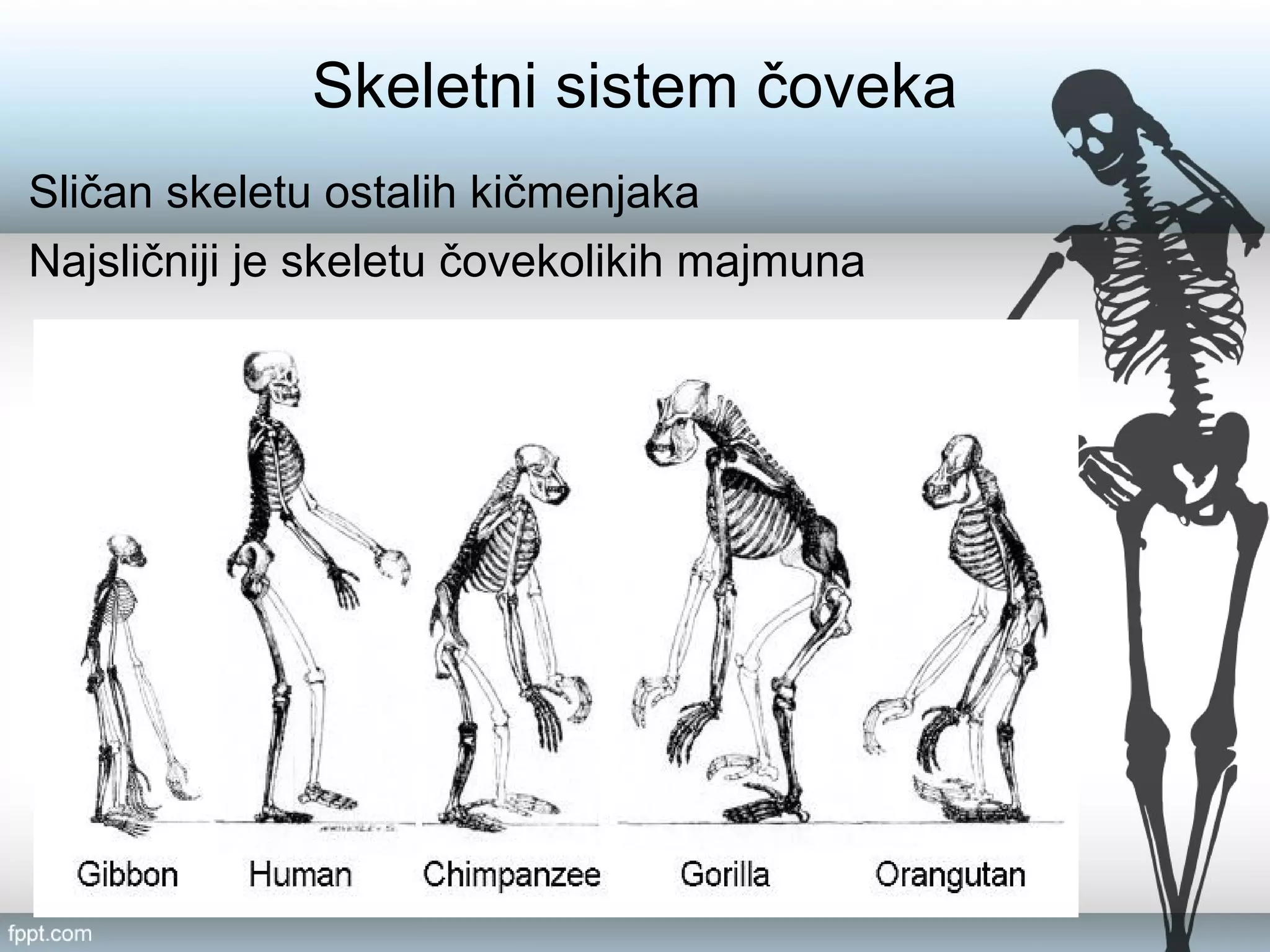 Skeletni sistem | PPT