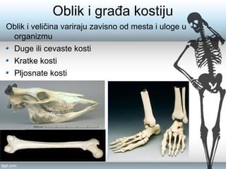 Skeletni sistem | PPT
