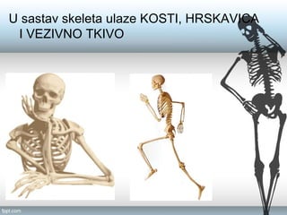 Skeletni sistem | PPT