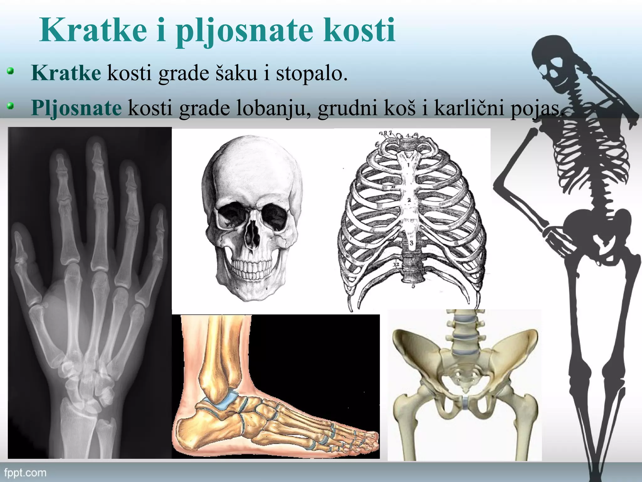 Skeletni sistem | PPT