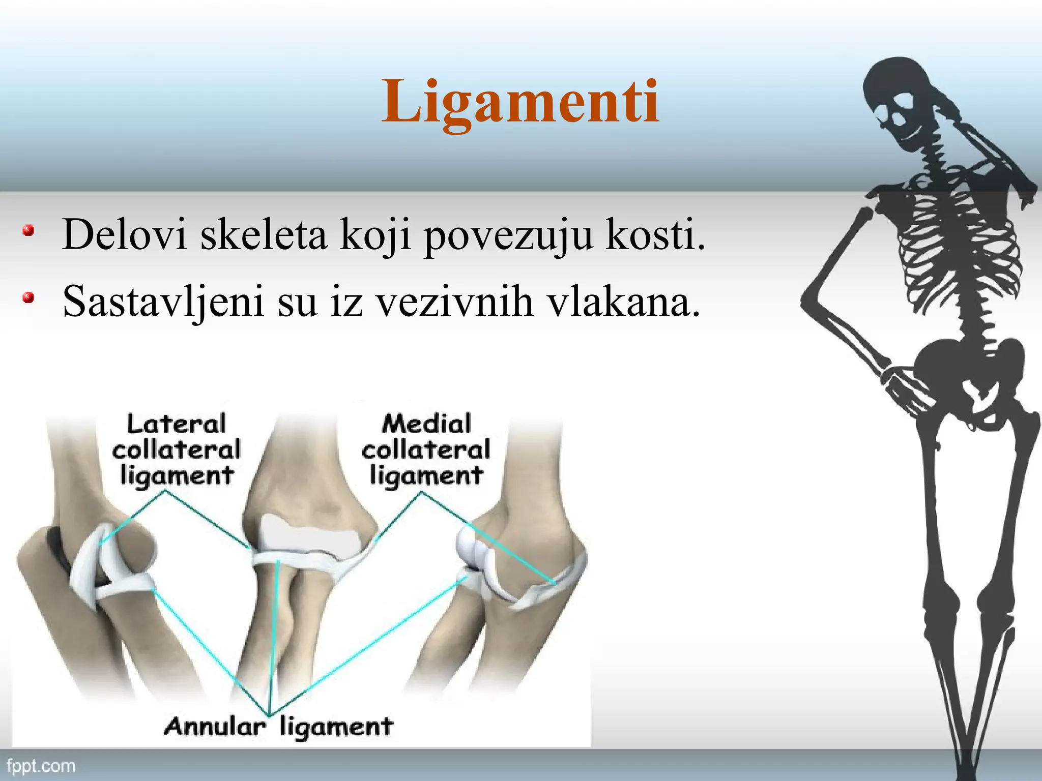 Skeletni sistem | PPT
