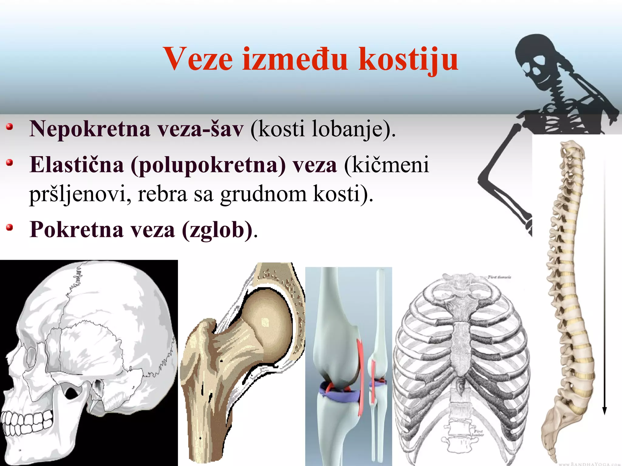 Skeletni sistem | PPT