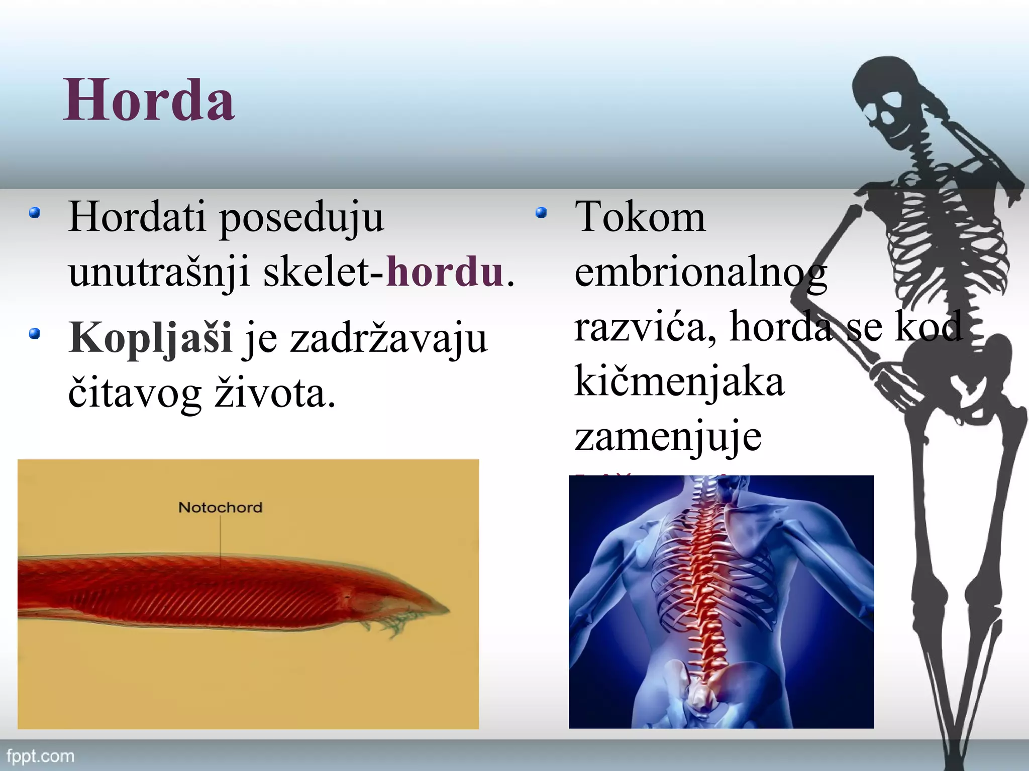 Skeletni sistem | PPT