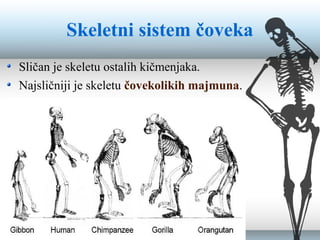 Skeletni sistem | PPT