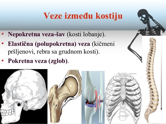 Skeletni sistem