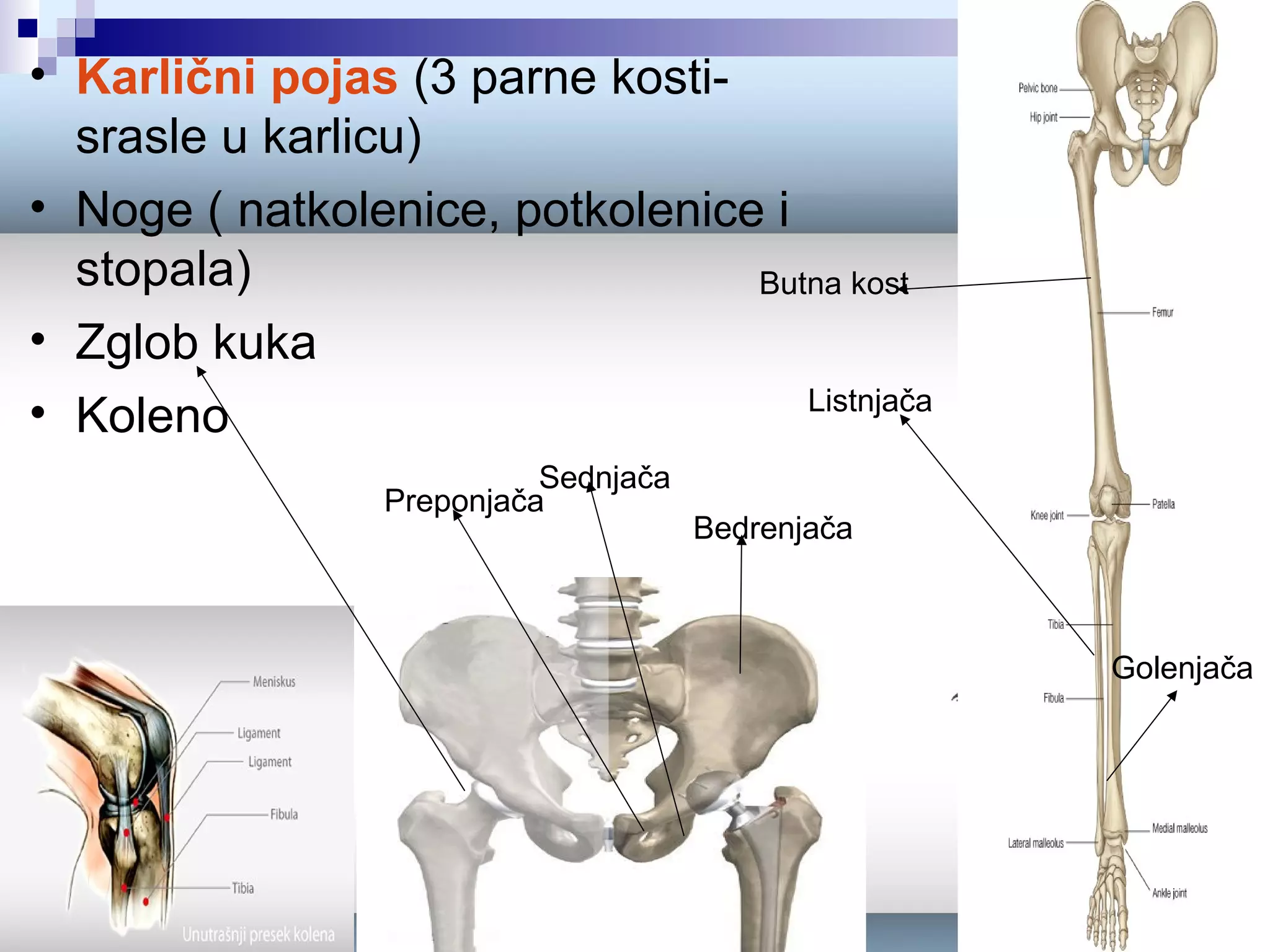 Skeletni sistem kičmenjaka | PPT