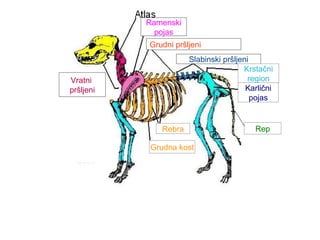 Skeletni sistem kičmenjaka | PPT | Bone and Joint Conditions | Diseases ...